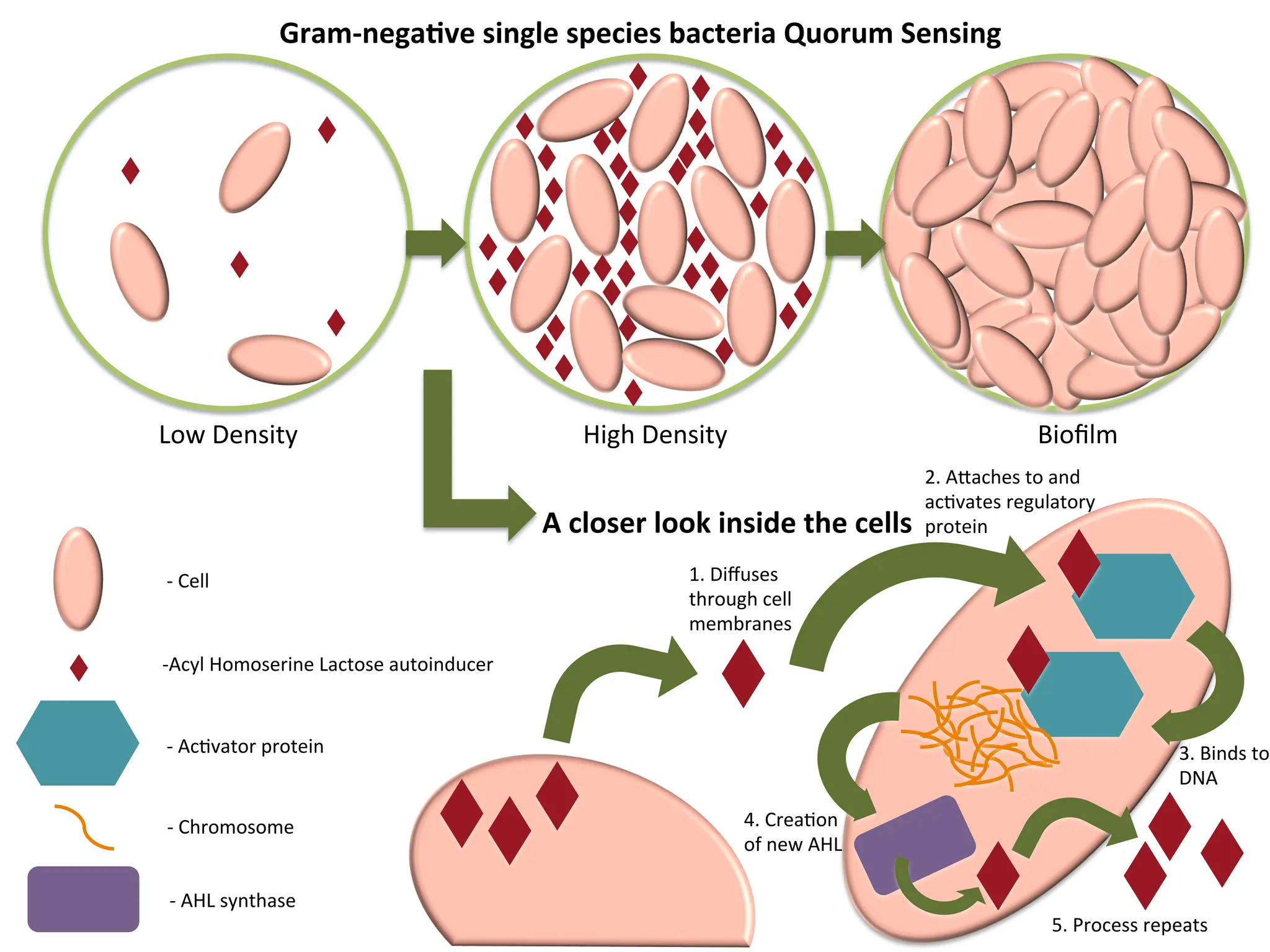 Quorum_sensing_of_Gram_Negative_cell (2).pdf