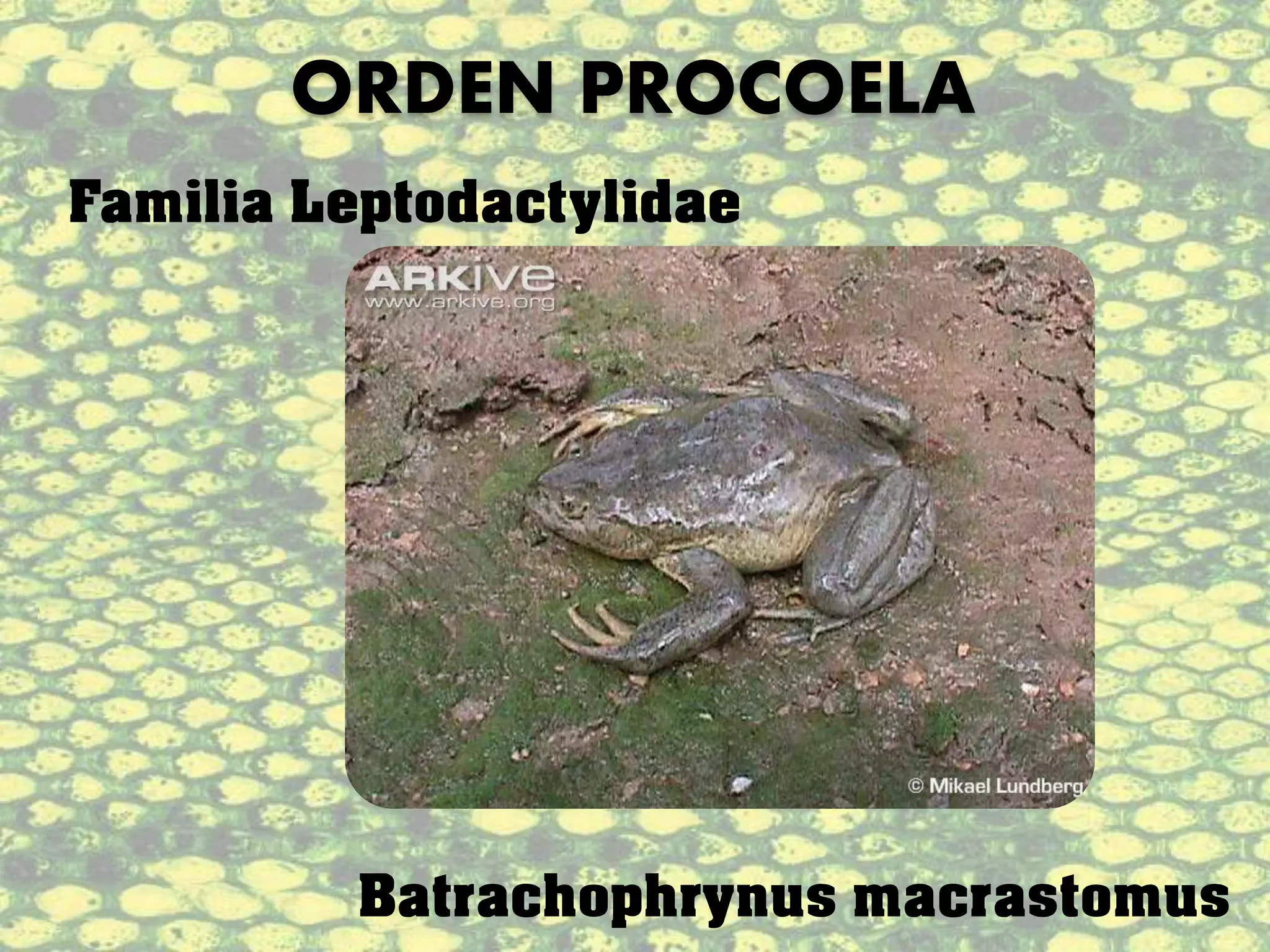 Clase amphibia | PDF