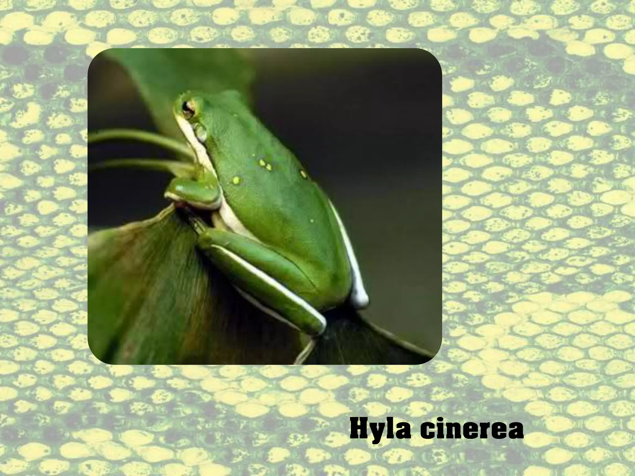 Clase amphibia | PDF