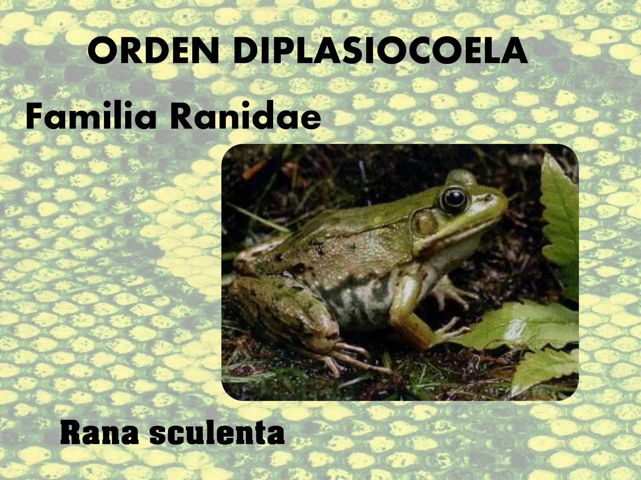 Clase amphibia | PDF