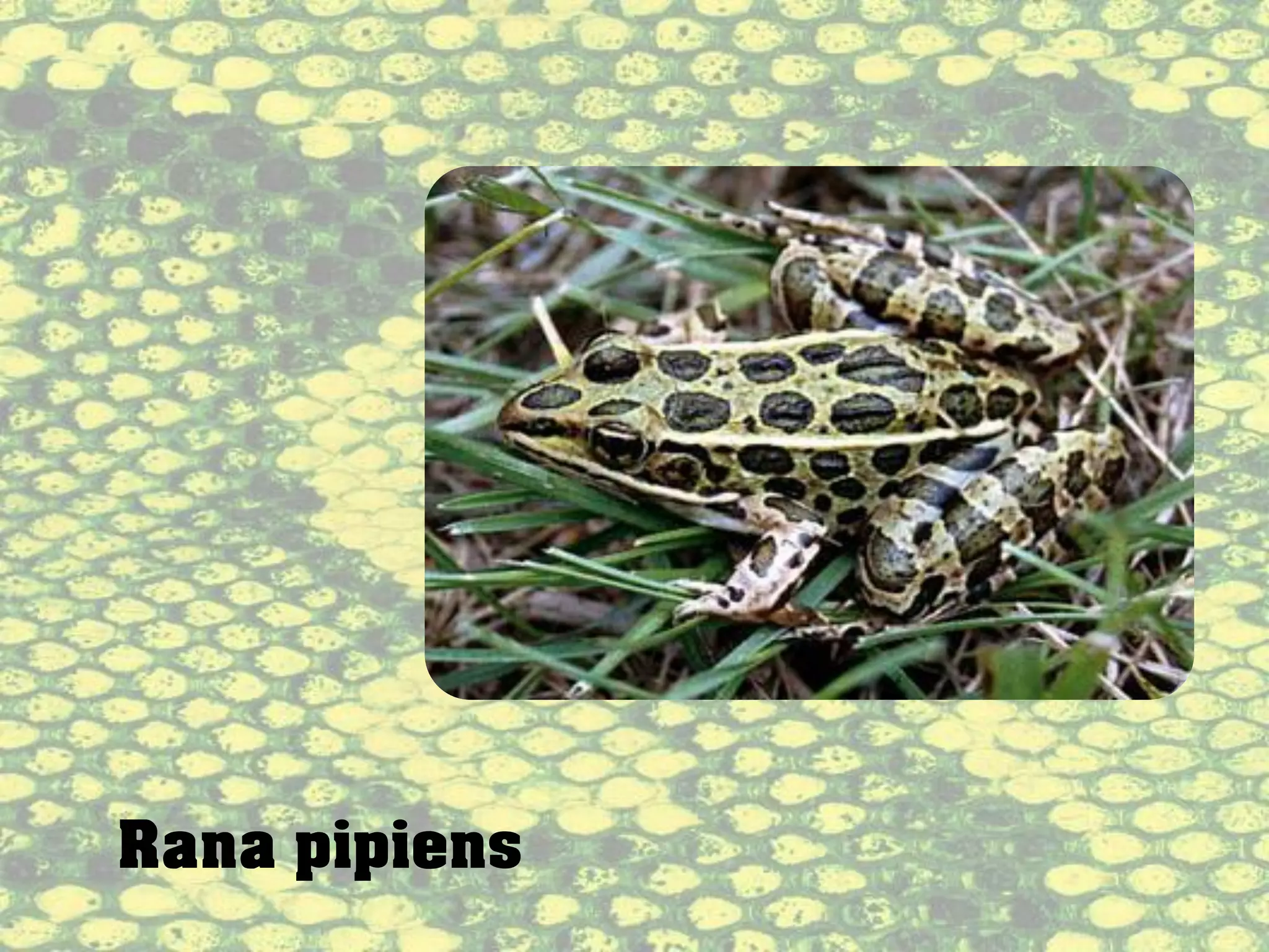 Clase amphibia | PDF
