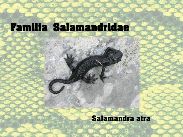 Clase amphibia | PDF