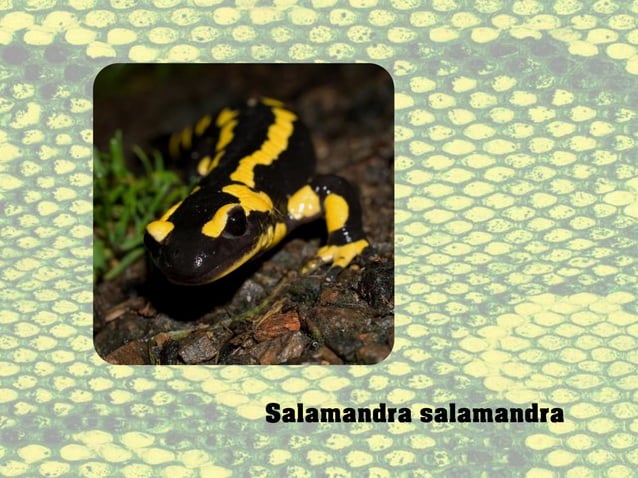 Clase amphibia | PDF