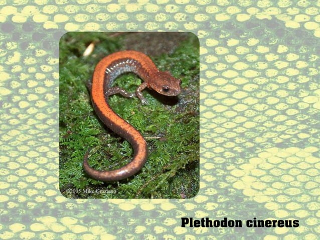 Clase amphibia | PDF