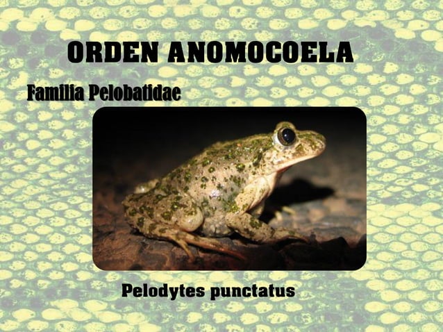 Clase amphibia | PDF