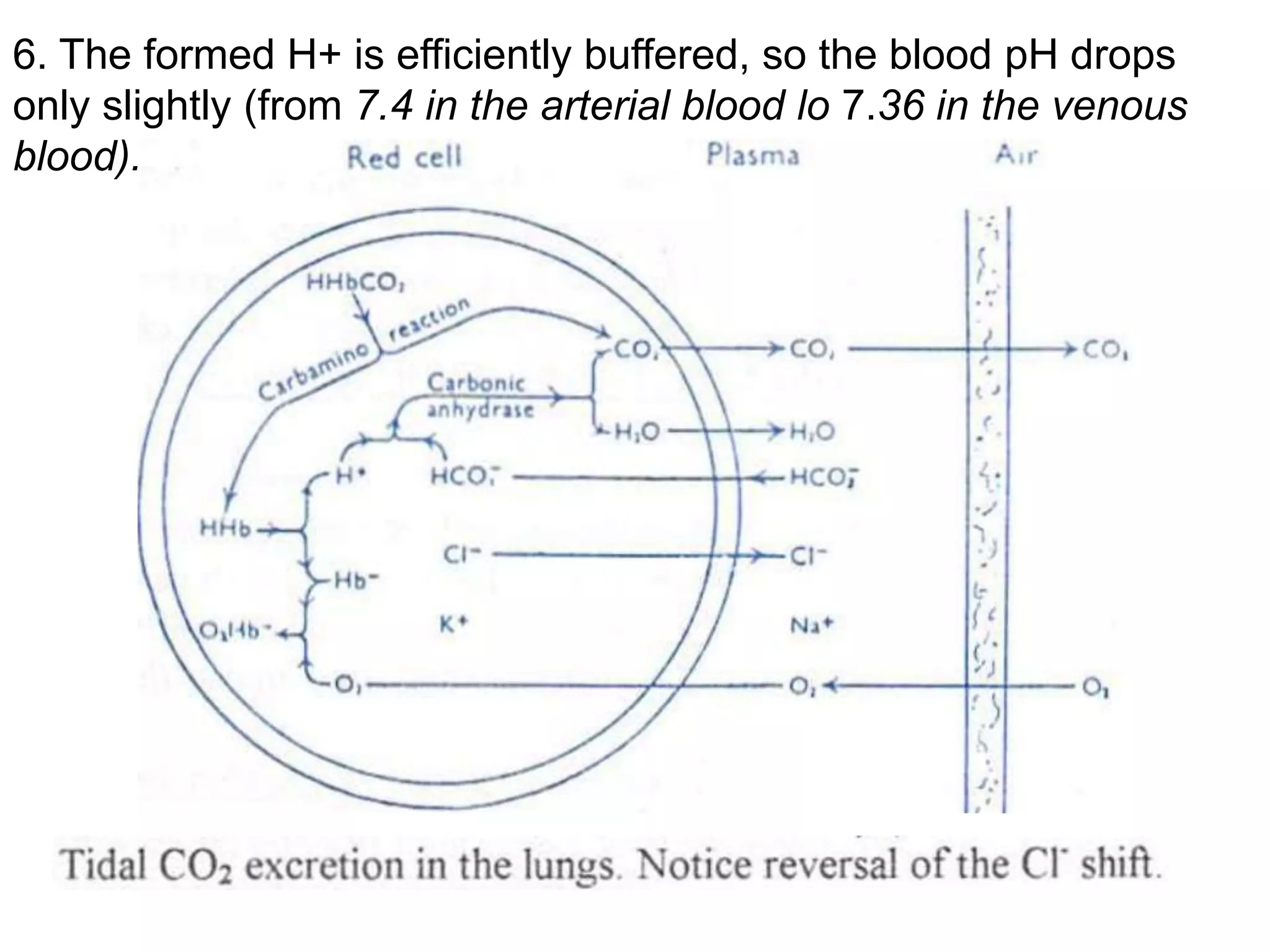 C02 transport (carriage)_by_the_blood | PPT