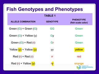 The Natural Fish | PPT | Fish and Aquariums | Pets