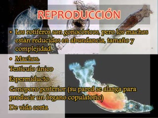 Filo rotífera: características y clasificación | PPTX