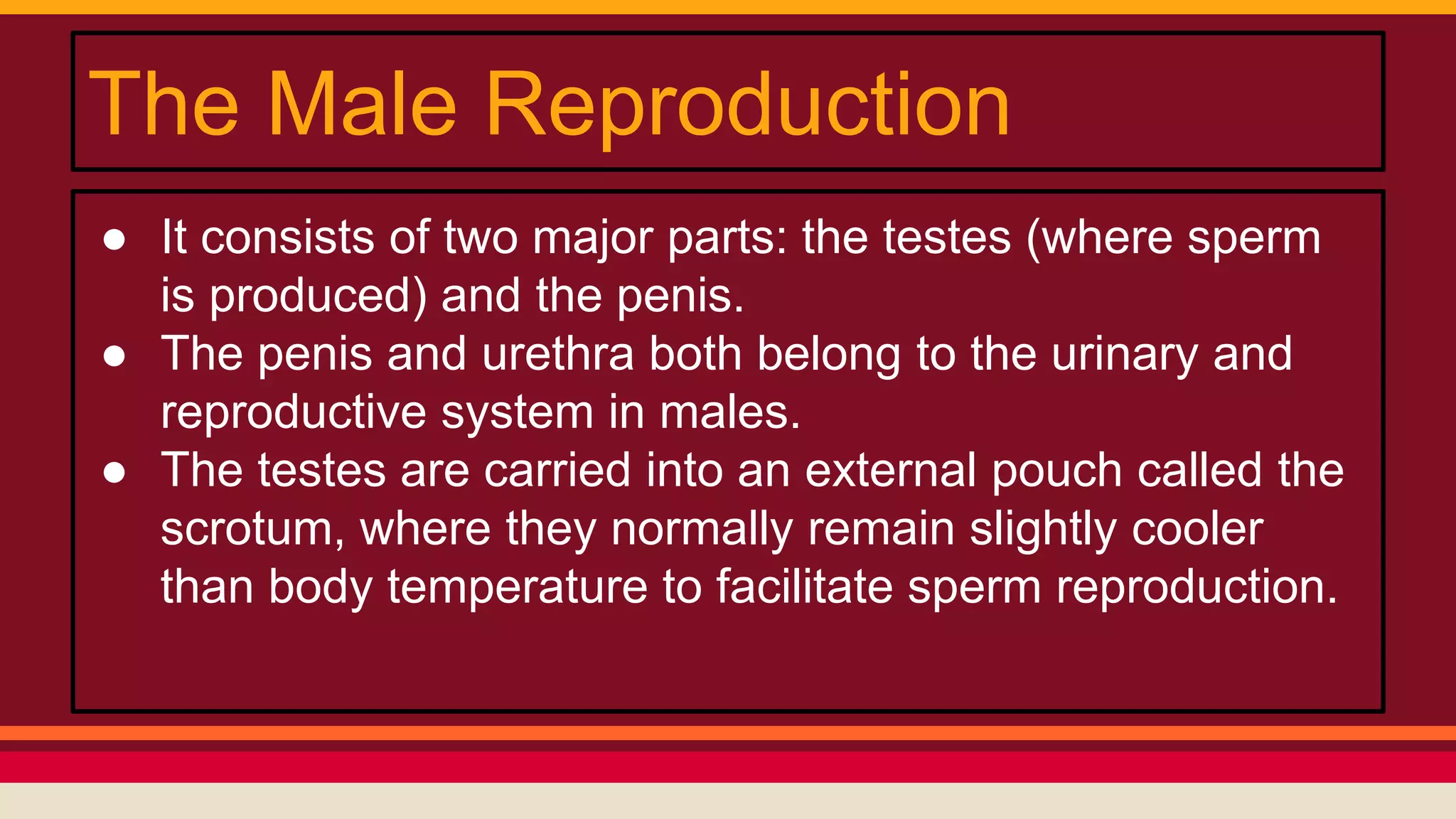 Reproductive system | PPTX