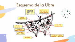 Fisiologia_de_la_Leche_de_la_vaca_(1) veterinaria | PDF