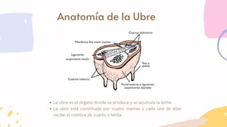 Fisiologia_de_la_Leche_de_la_vaca_(1) veterinaria | PDF