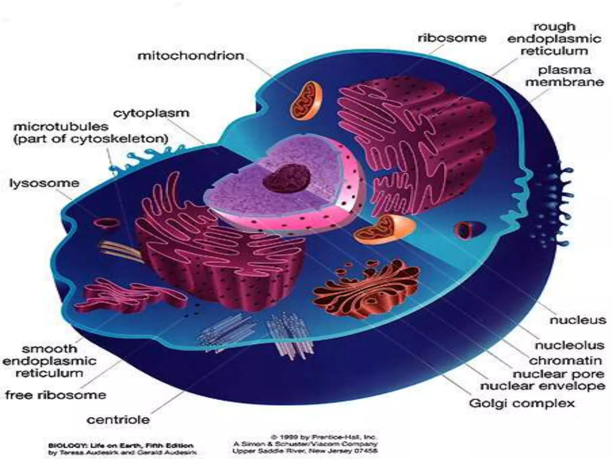 Cell and organelles | PPT