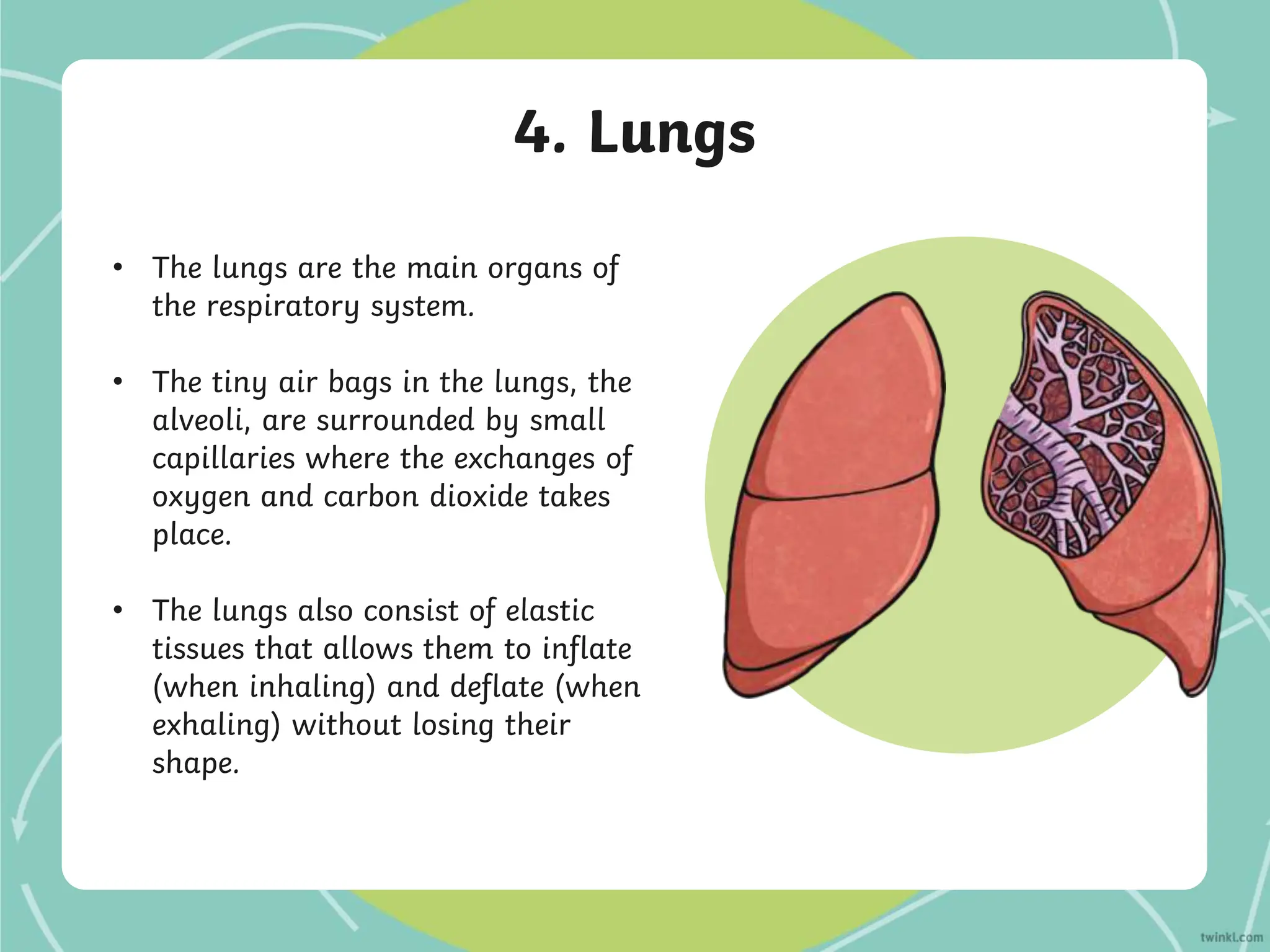 za-nst-1642787358-systems-in-the-human-body-respiratory-system ...