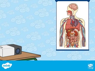 za-nst-1644992054-circulatory-respiratory-systems-powerpoint_ver_2.pptx