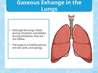 za-nst-1644992054-circulatory-respiratory-systems-powerpoint_ver_2.pptx