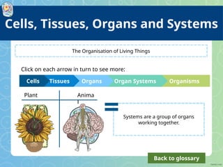 za-nst-1649710426-cells-as-the-basic-units-of-life_ver_1.pptx