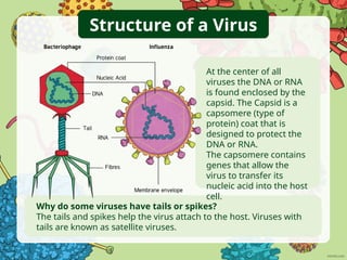 viruses grade 10th microorganisms .pptx