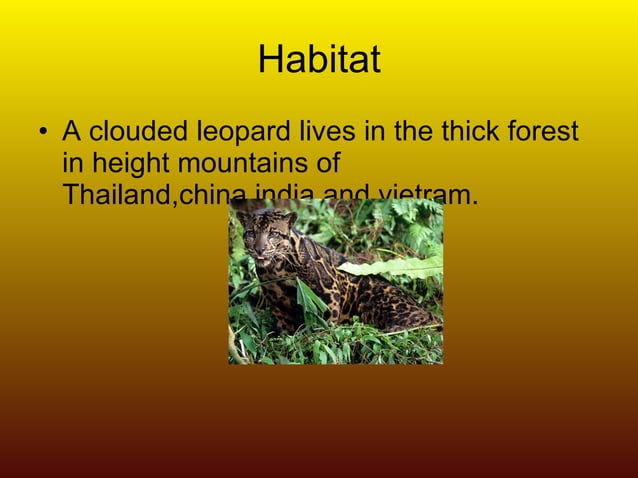 Zac b clouded leopard | PPT