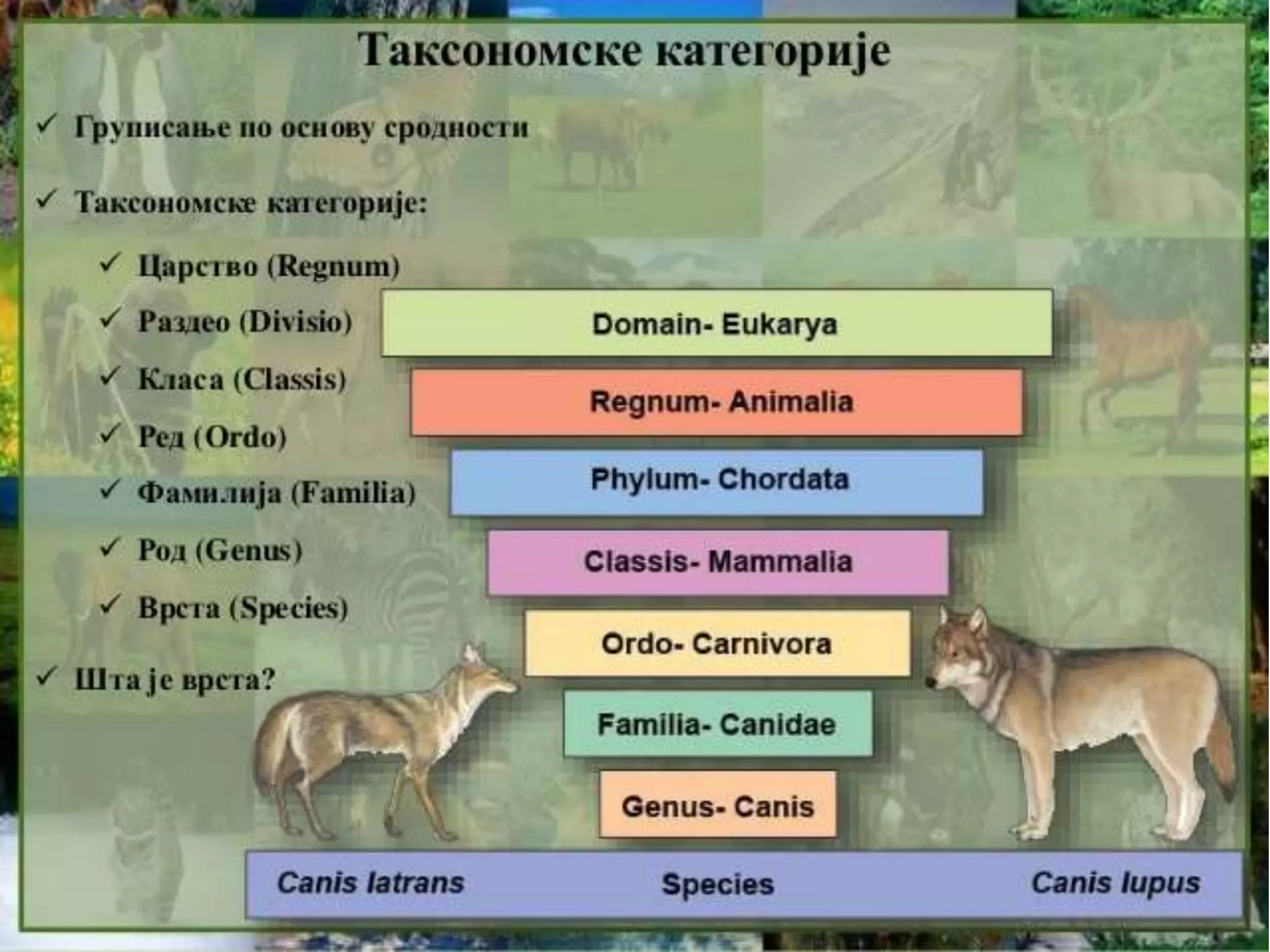 Zadaci morfologije i sistematike i njihov značaj | PPTX