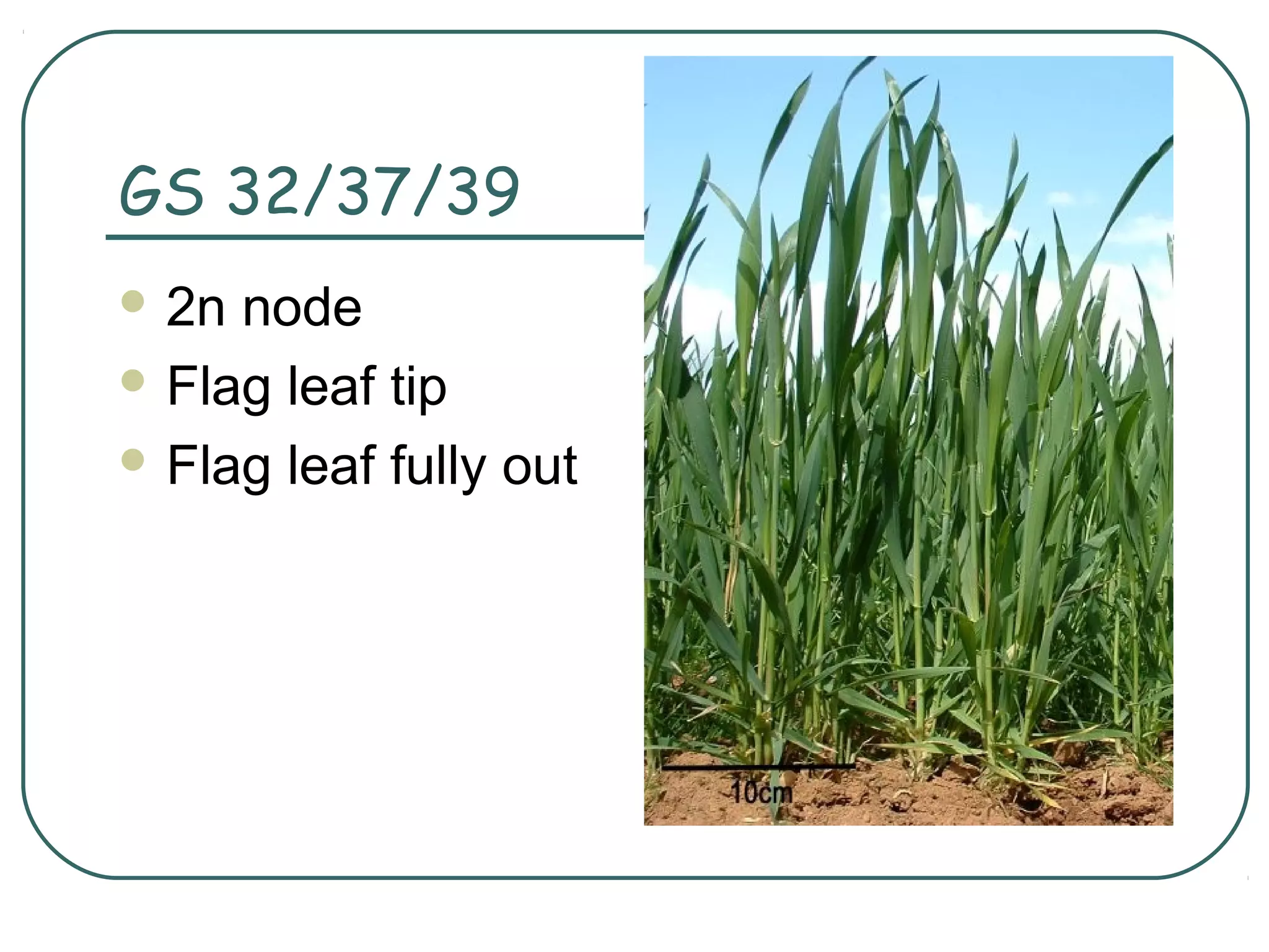 Zadoks cereal growth stage key | PPT | Gardening | Home & Garden