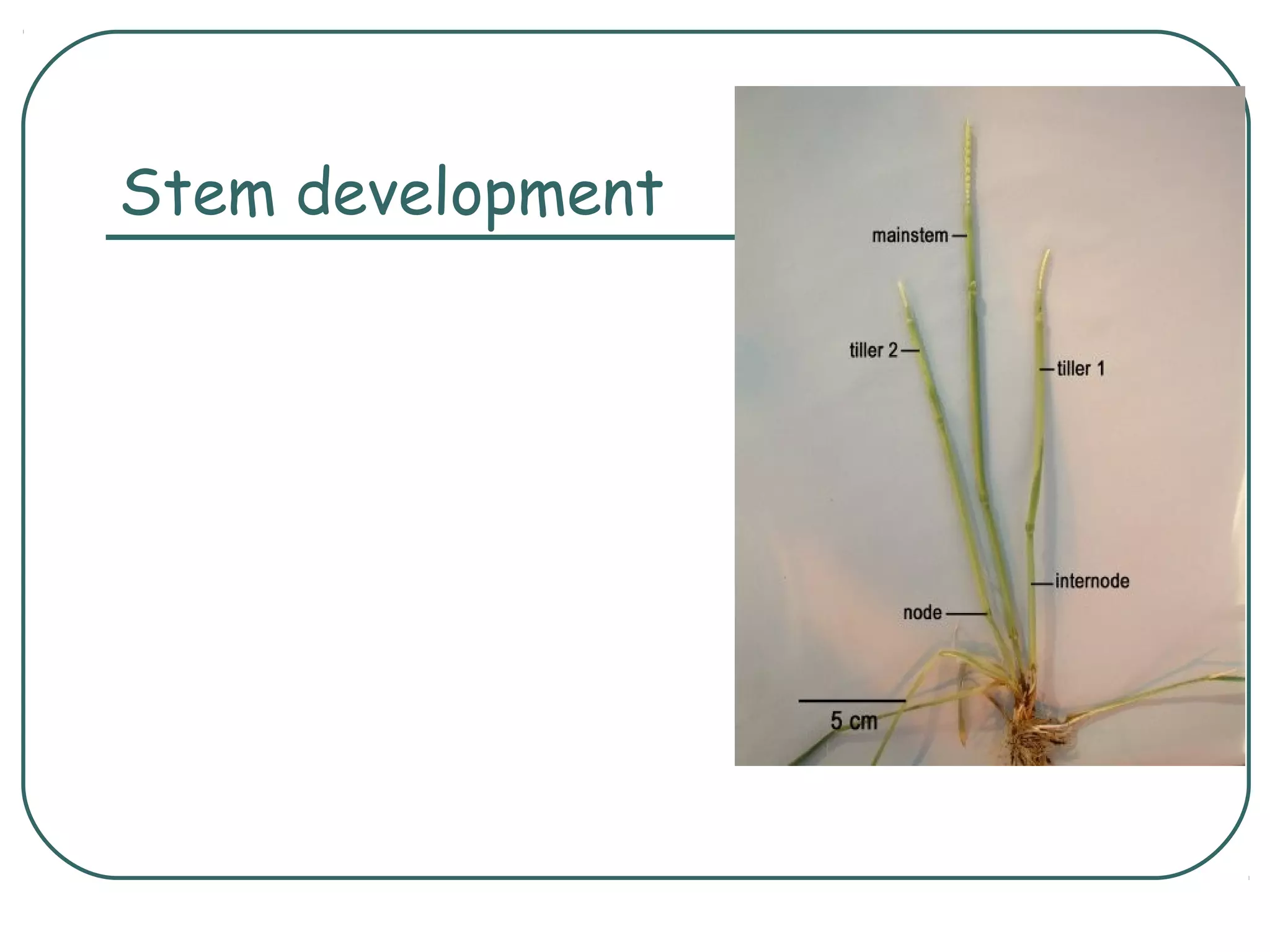 Zadoks cereal growth stage key | PPT