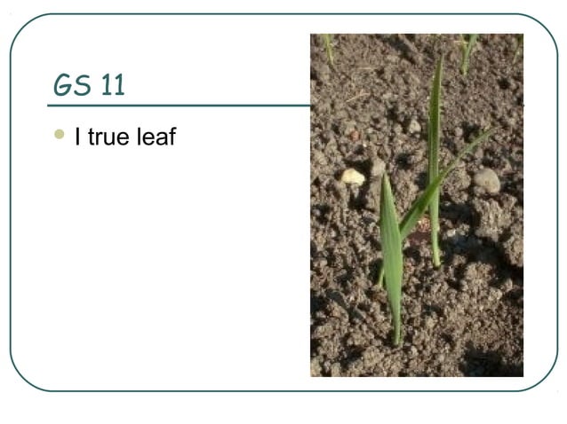 Zadoks cereal growth stage key | PPT | Gardening | Home & Garden