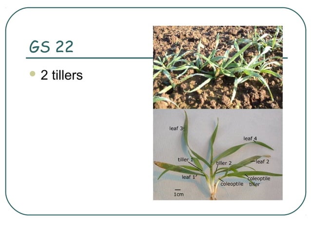 Zadoks cereal growth stage key | PPT | Gardening | Home & Garden