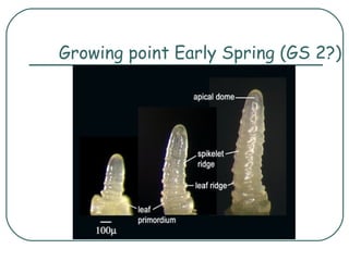 Zadoks cereal growth stage key | PPT | Gardening | Home & Garden