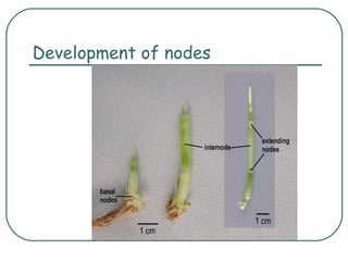 Zadoks cereal growth stage key | PPT | Gardening | Home & Garden
