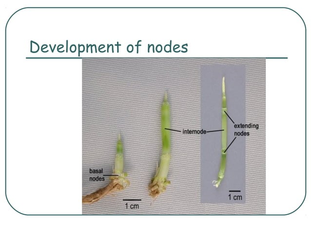 Zadoks cereal growth stage key | PPT | Gardening | Home & Garden