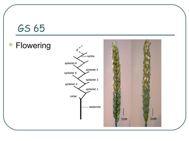 Zadoks cereal growth stage key | PPT | Gardening | Home & Garden