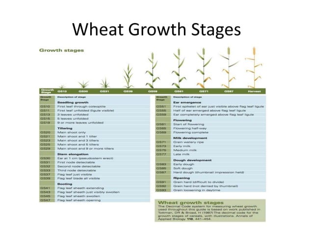 Zadoks Scale or system for plant growth | PPT