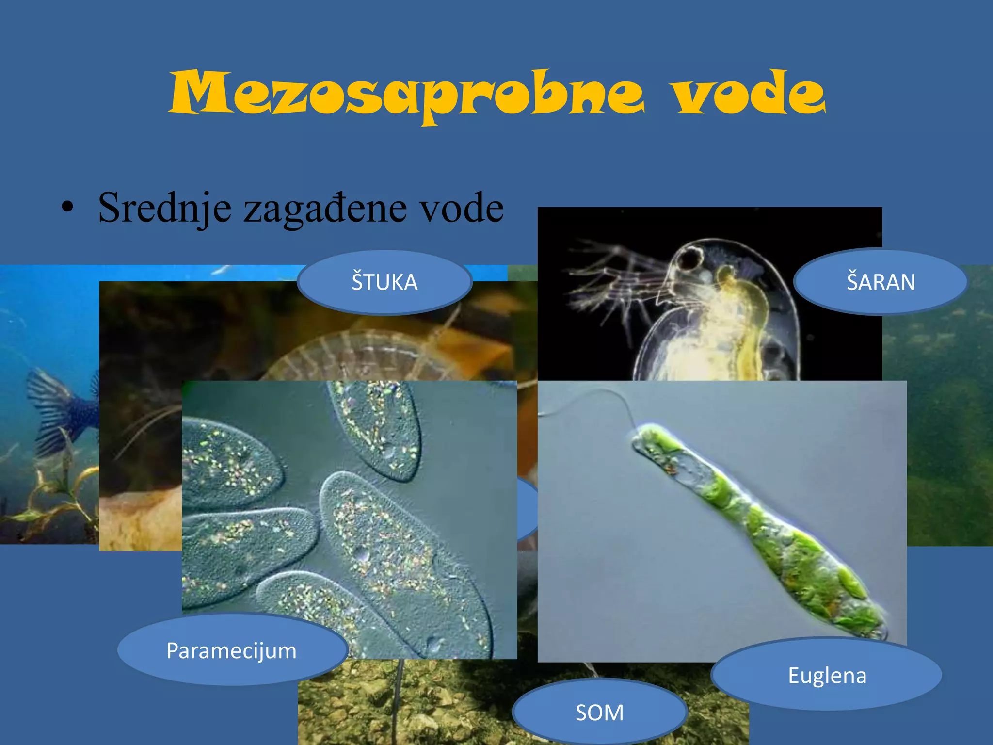 Zagadjivanje vode | PPTX