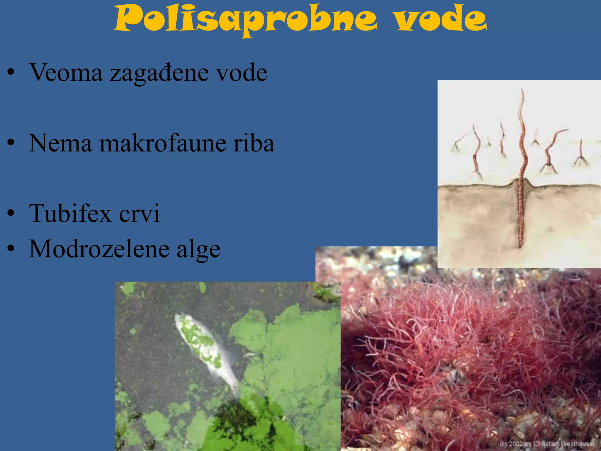 Zagadjivanje vode | PPTX