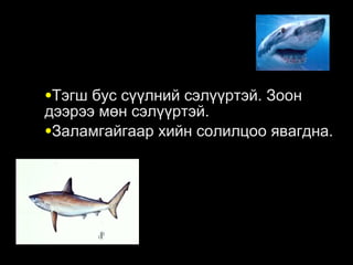 Zagas | PPT