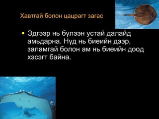 Zagas | PPT
