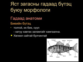 Zagas | PPT