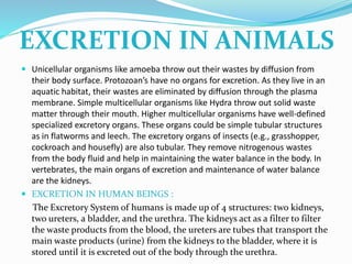 Excretion | PPTX