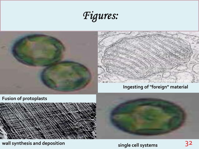 PROTOPLAST ISOLATION & CULTURING TECHNIQUES.