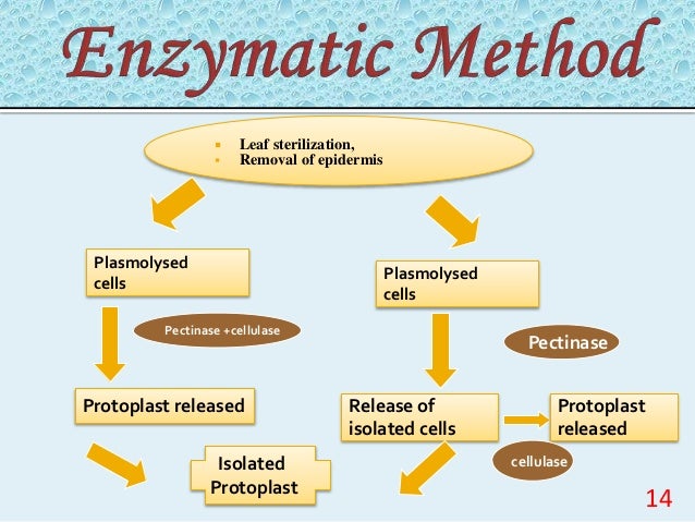 PROTOPLAST ISOLATION & CULTURING TECHNIQUES.