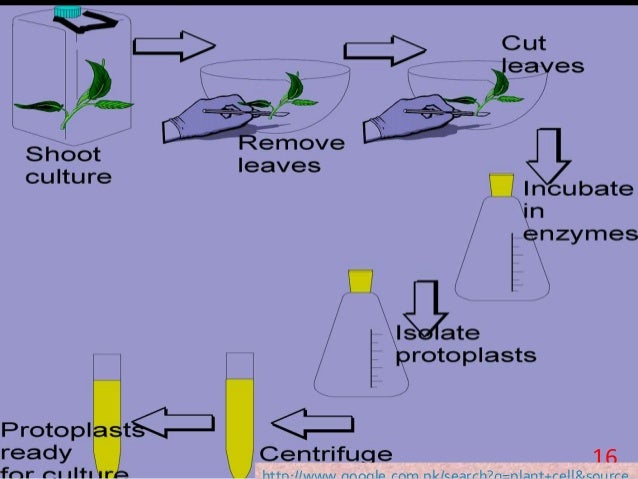 PROTOPLAST ISOLATION & CULTURING TECHNIQUES.