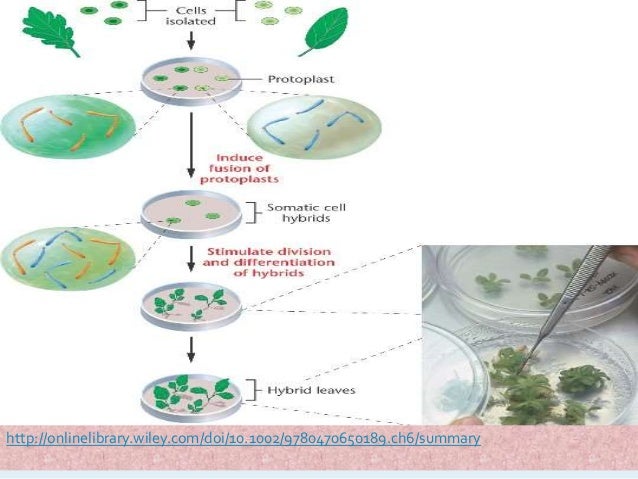 PROTOPLAST ISOLATION & CULTURING TECHNIQUES.