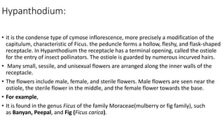 Zainab Zahid botany presentation(22).pptx
