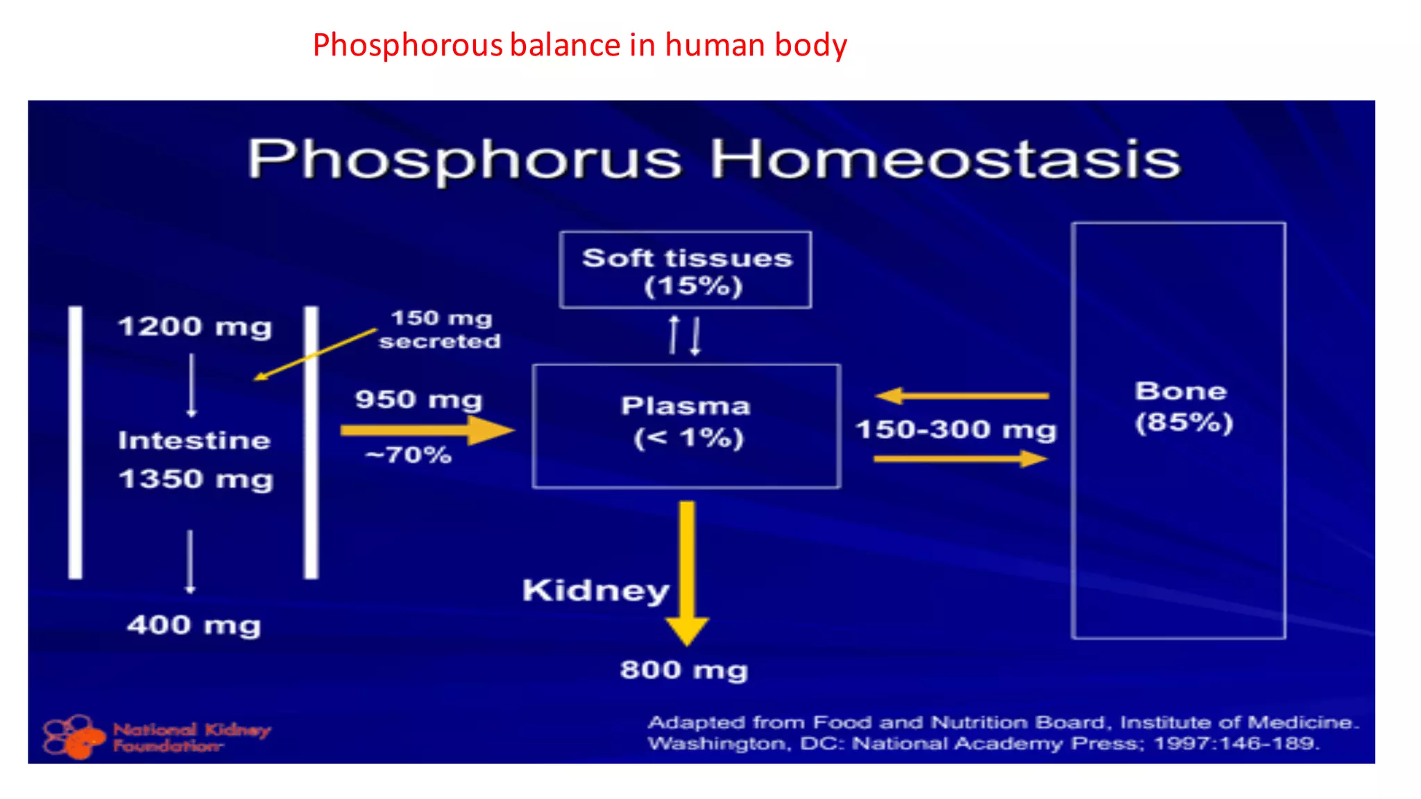 Phosphorous metabolism | PDF
