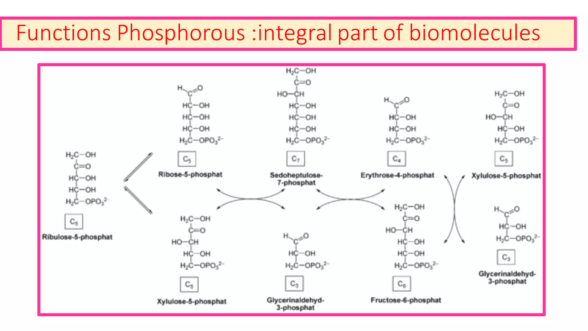 Phosphorous metabolism | PDF