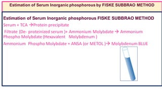 Phosphorous metabolism | PDF