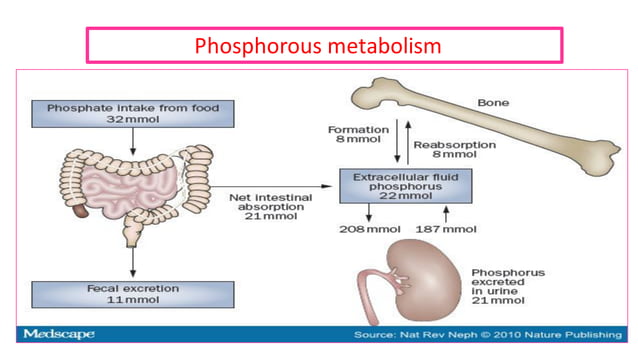 Phosphorous metabolism