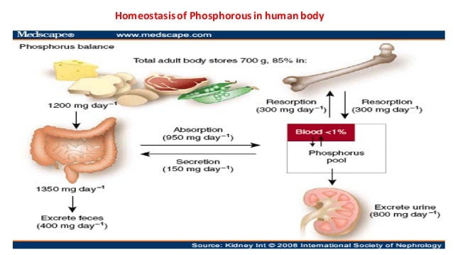 Phosphorous metabolism