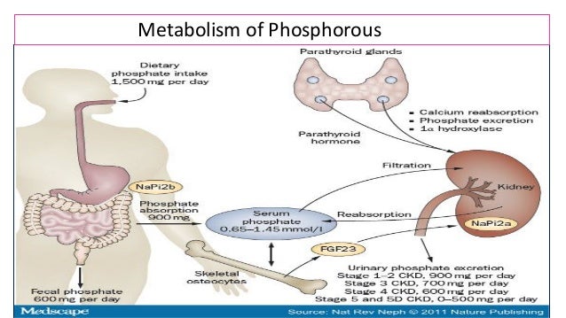 Phosphorous metabolism