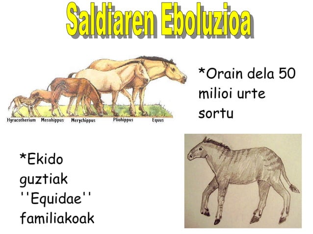 Zaldia | PPT